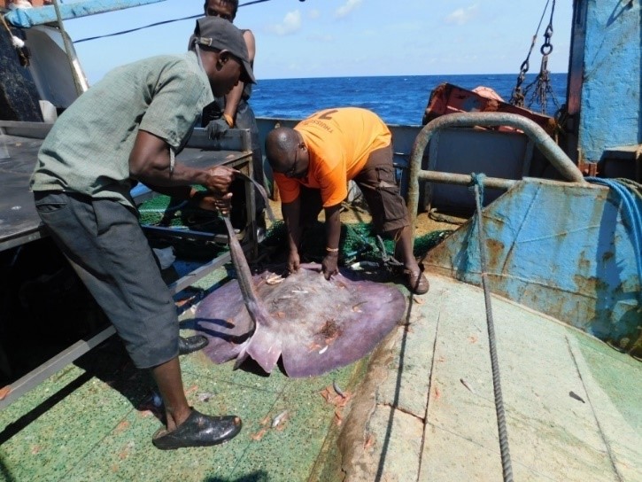 Impacts of Prawn trawling on species of Hammerhead sharks, Sawfishes ...